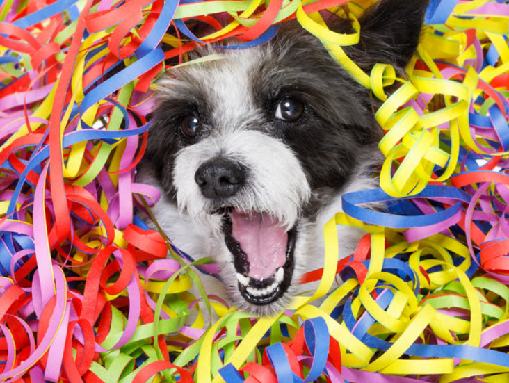 Paw-ty Time (Info Page)(for June Reservations – La Pawnaderia